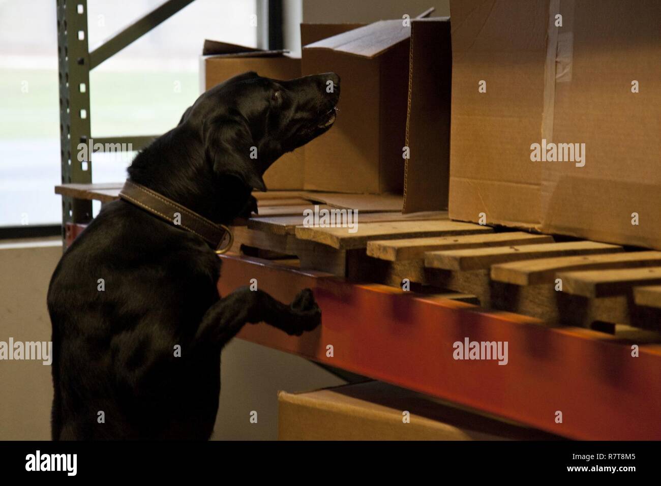 U.S. Marines assigned to the Military Working Dog Handlers Course ...