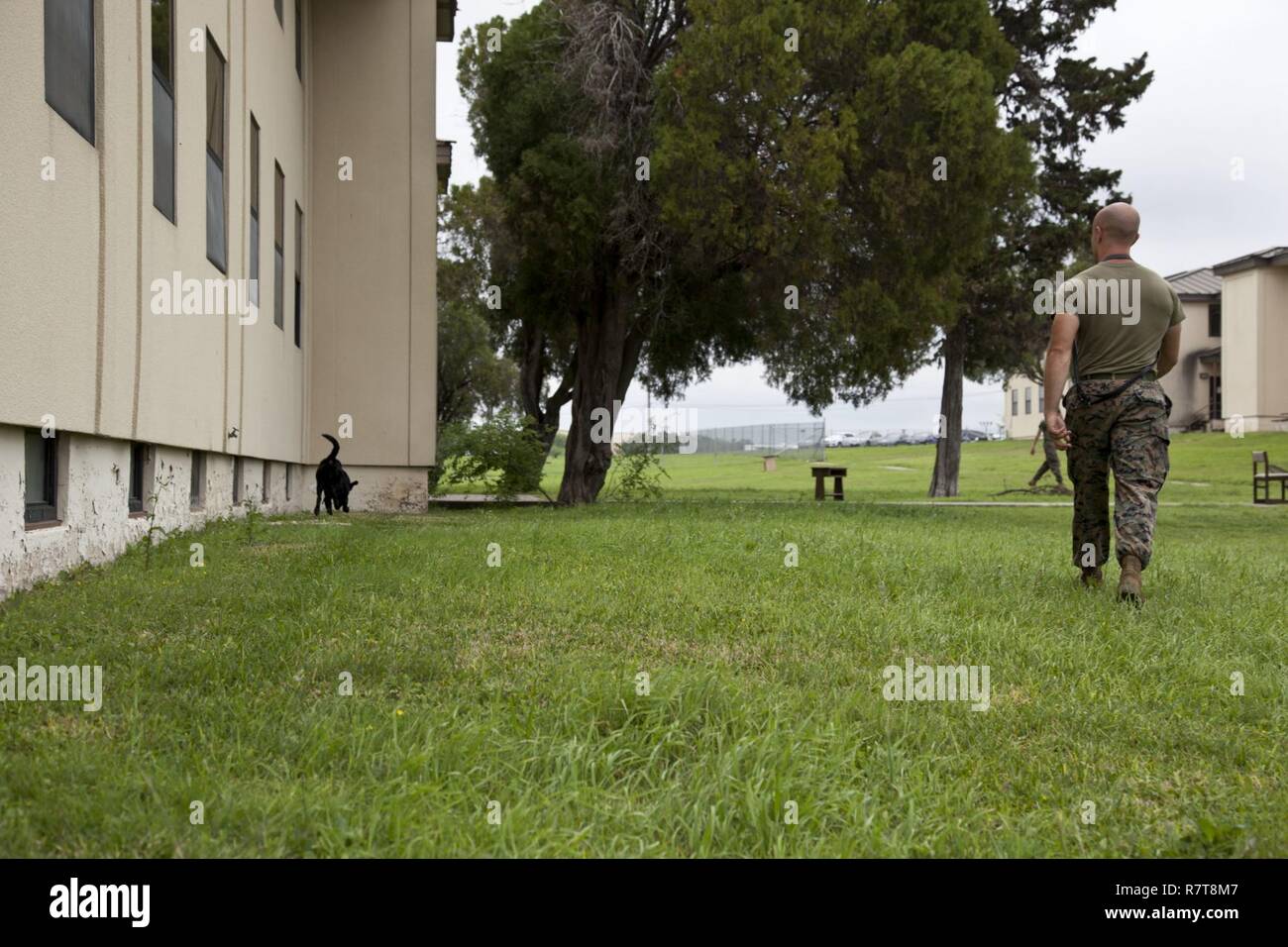 U.S. Marines assigned to the Military Working Dog Handlers Course ...