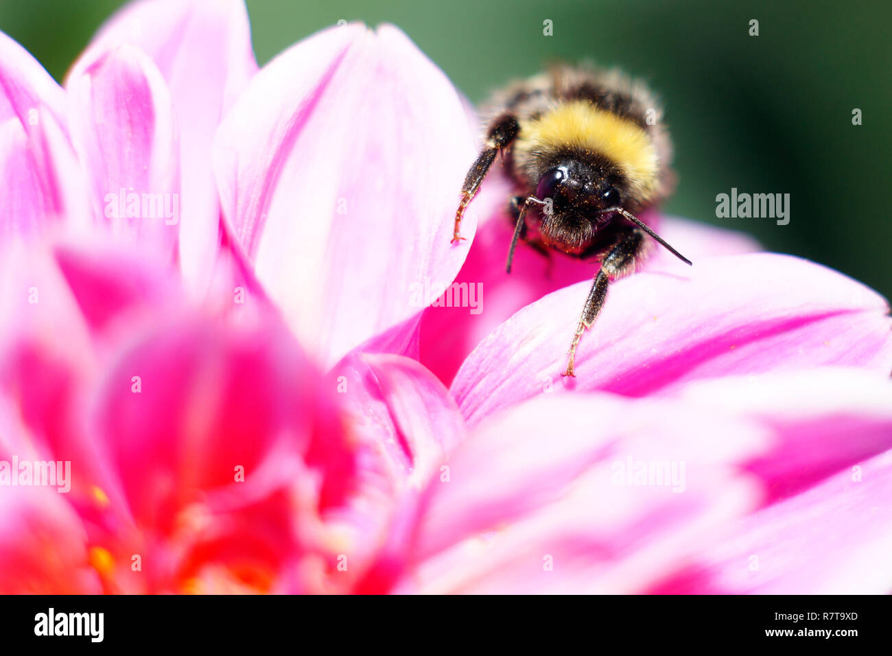 Bumblebee poster hi-res stock photography and images - Alamy