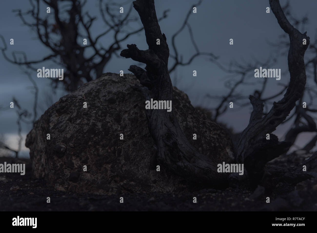 Burnt black tree near the stone Stock Photo - Alamy