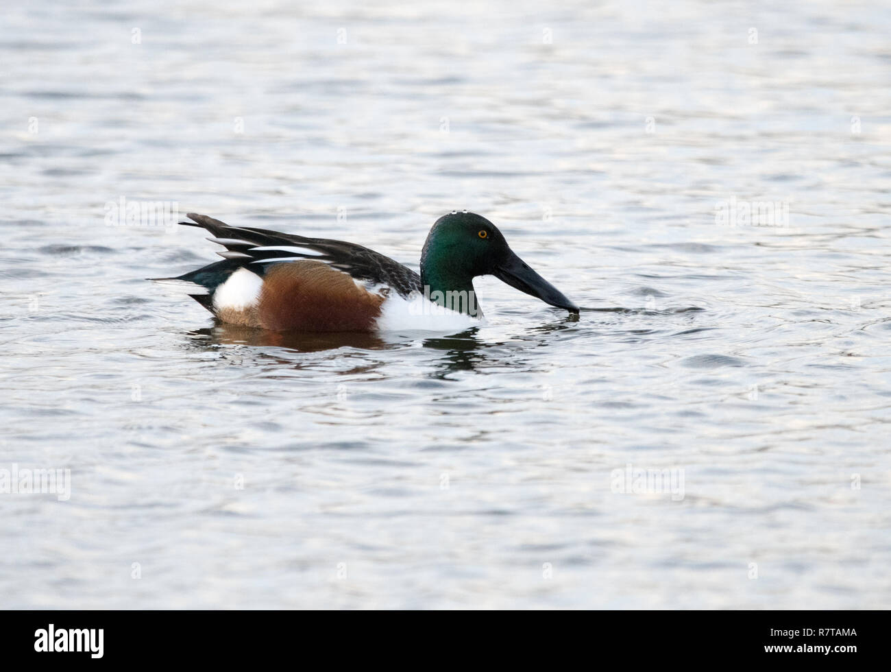 Shoveler (anas clypeata Stock Photo - Alamy