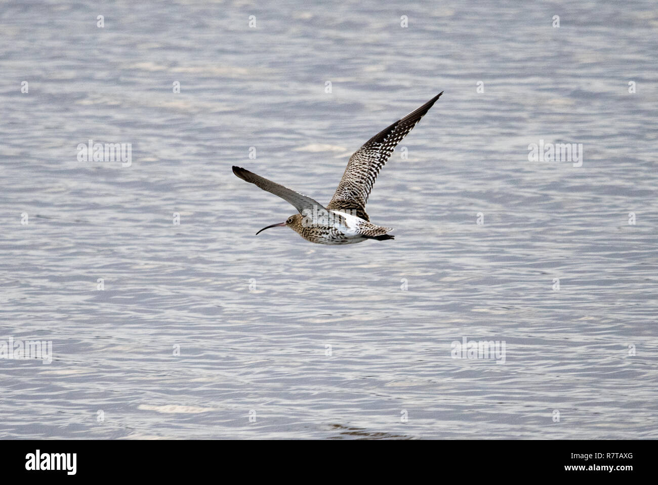 Curlew flying hi-res stock photography and images - Alamy
