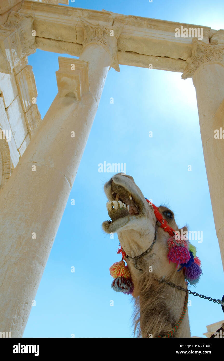 Camel (Camelus dromedarius) standing next to ruins, Palmyra, Tadmur ...