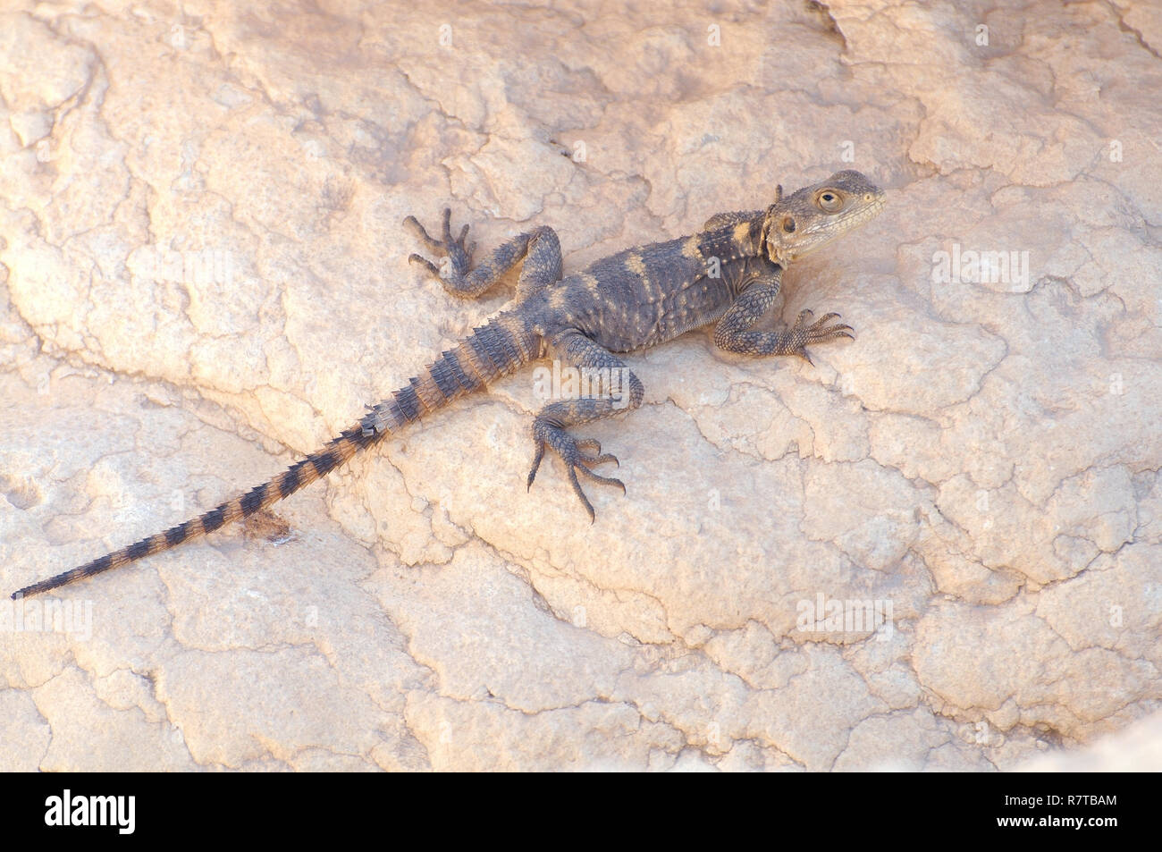 Egyptian Mastigure (Uromastyx aegyptia), Syria Stock Photo - Alamy