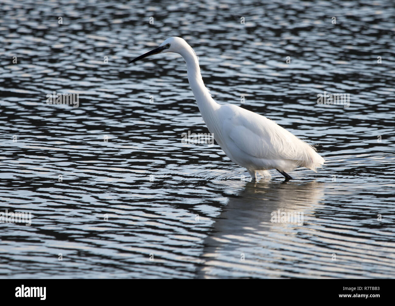 White egret species hi-res stock photography and images - Alamy