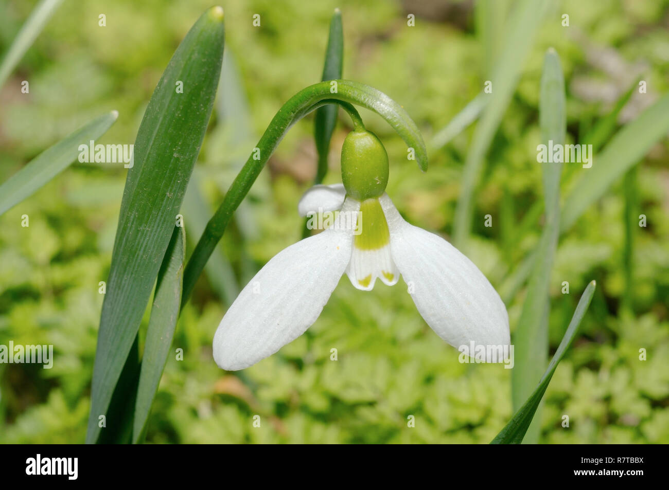 Giant Snowdrop (Galanthus elwesii), Odessa Oblast, Ukraine Stock Photo ...