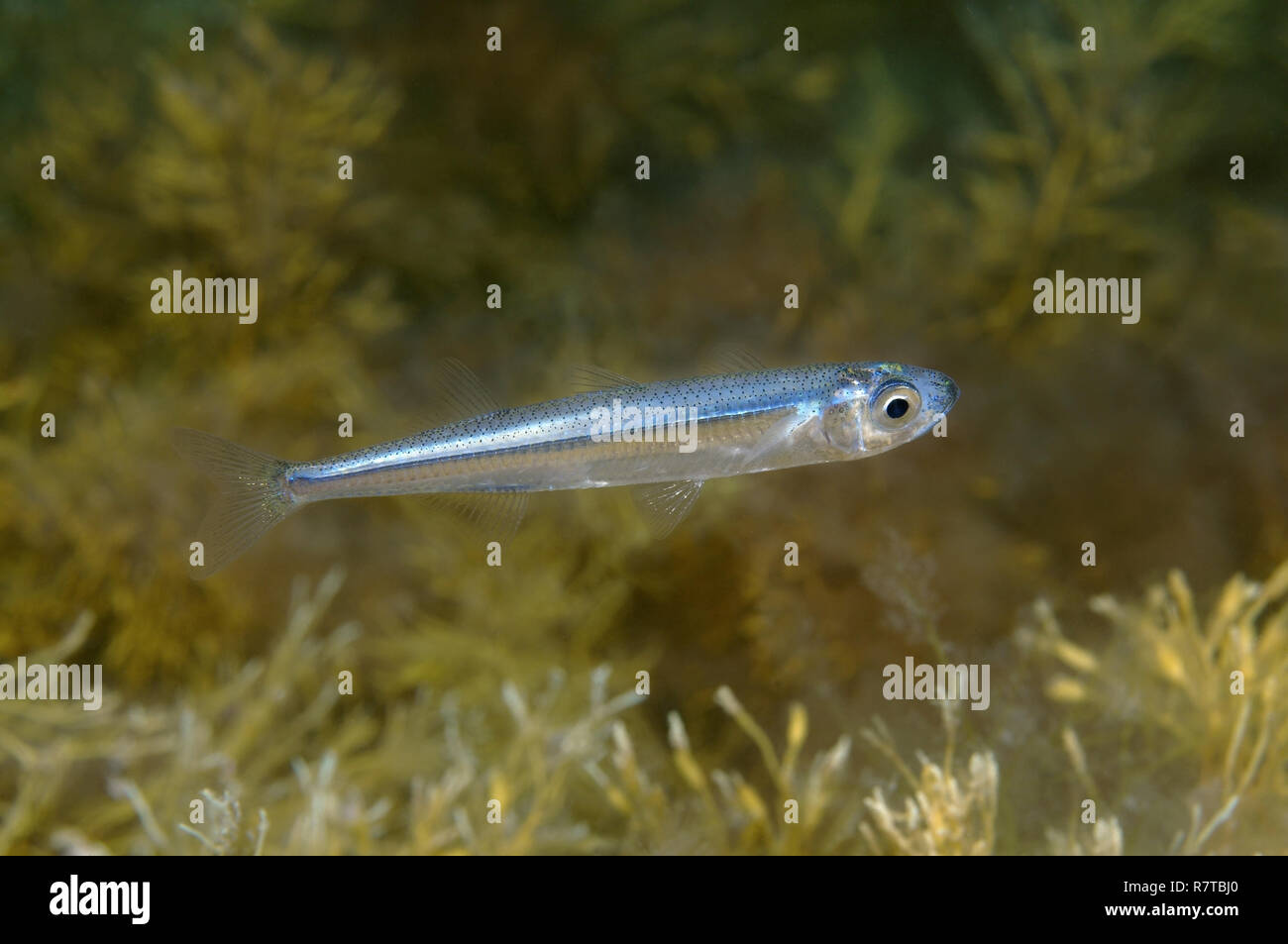 Sprat hi-res stock photography and images - Alamy