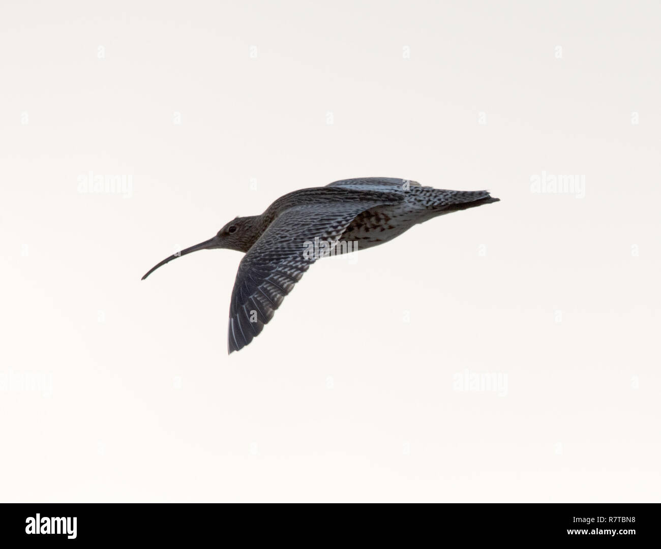 Eurasian curlew wings hi-res stock photography and images - Alamy