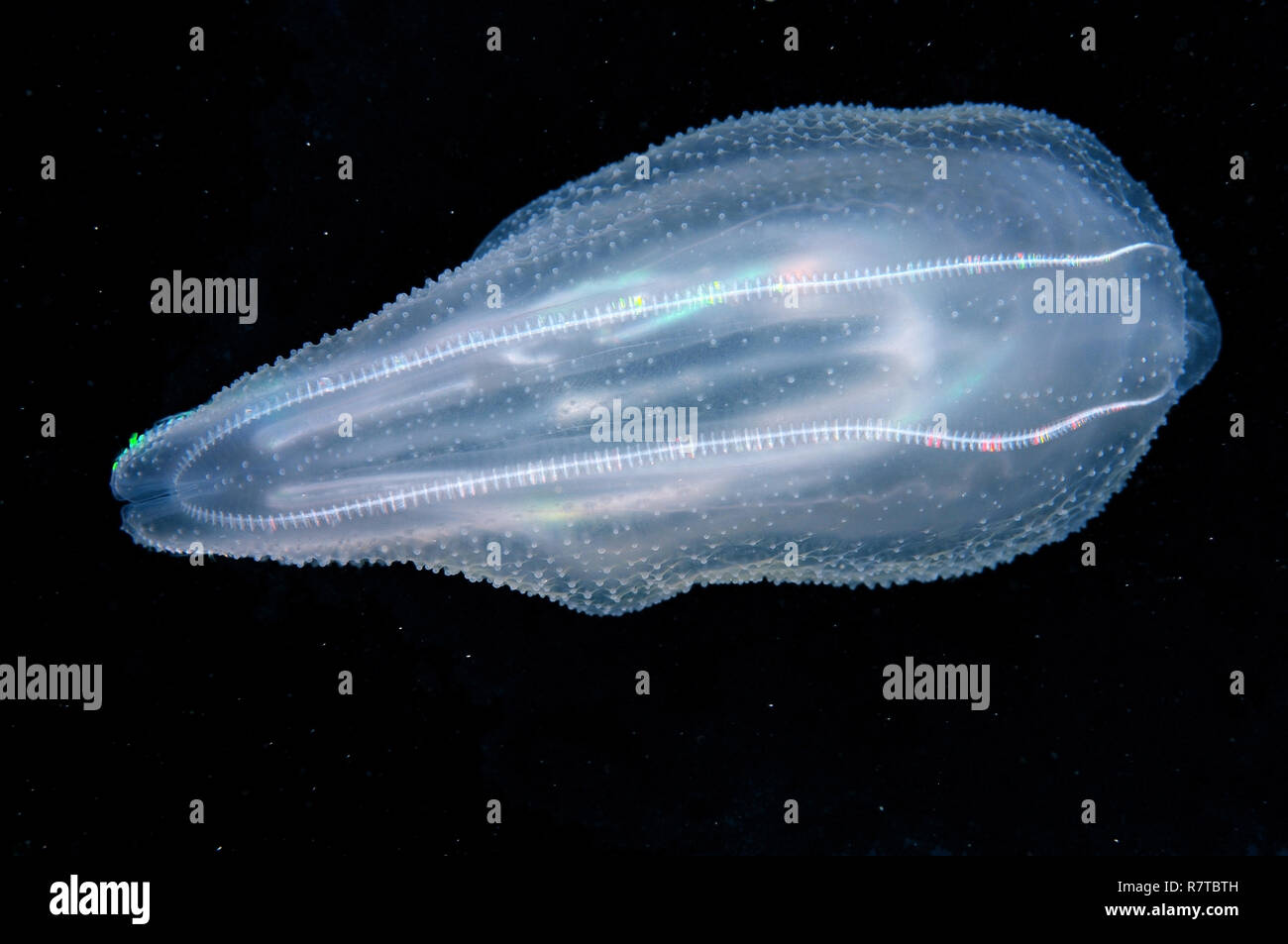 Warty comb jelly hi-res stock photography and images - Alamy