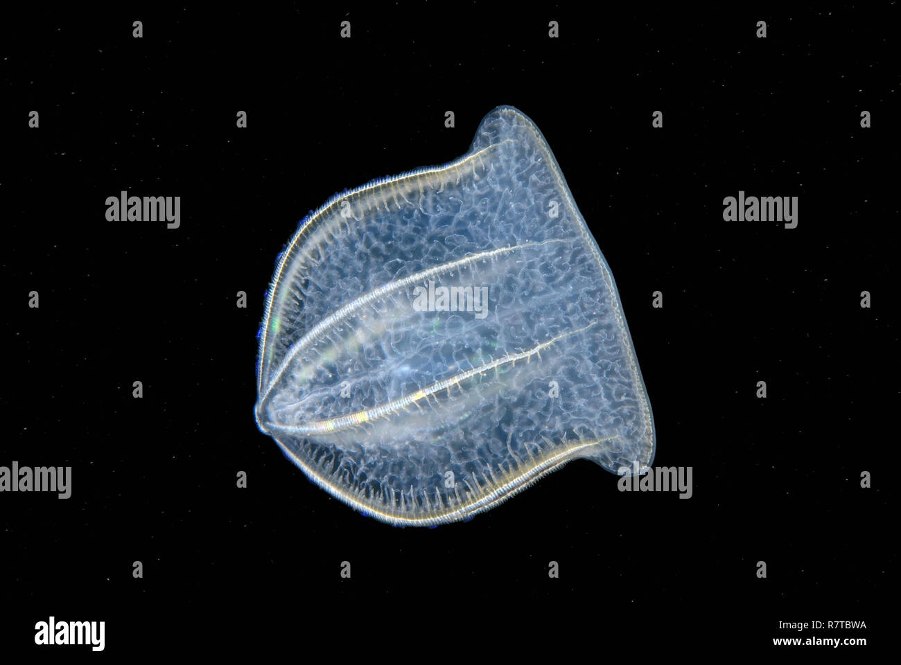 Comb Jelly (Beroe ovata), Black Sea, Crimea, Ukraine Stock Photo - Alamy