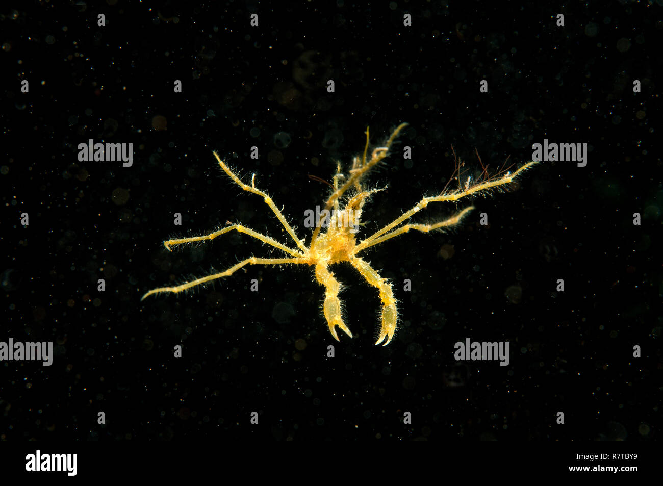 Common Spider Crab (Macropodia rostrata), Black Sea, Crimea, Ukraine ...