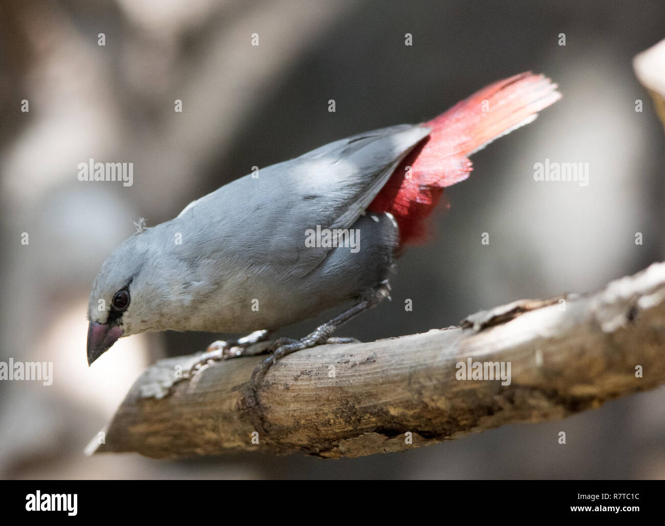 Lavender Waxbill (Estrilda caerulescens Stock Photo - Alamy