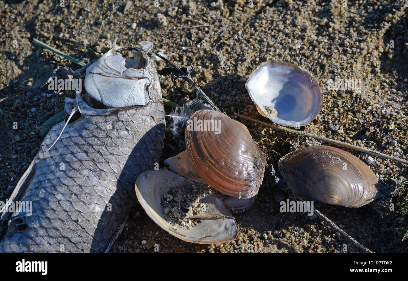 Dead mollusk hi-res stock photography and images - Alamy