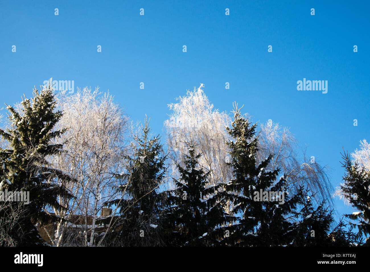 Open birch woodland hi-res stock photography and images - Alamy