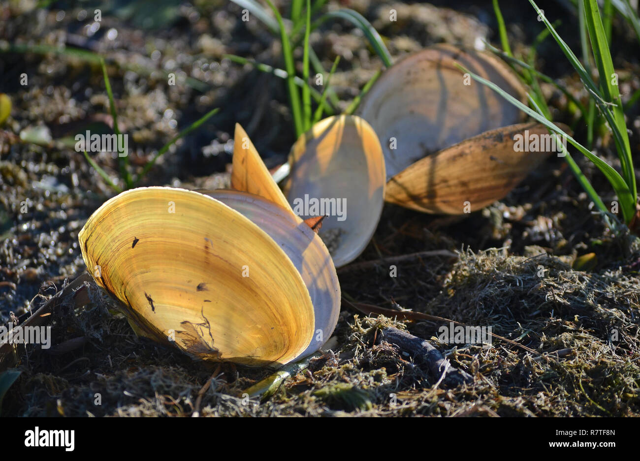 Dead horizontal hi-res stock photography and images - Alamy