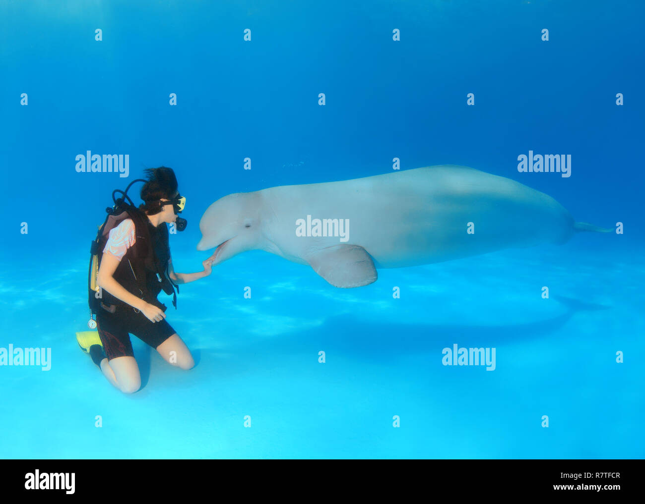 Beluga or White Whale (Delphinapterus leucas) and a scuba diver ...