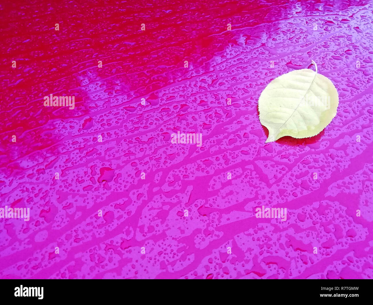 Wet ash yellow leaf after the rain on the car hood background with ...