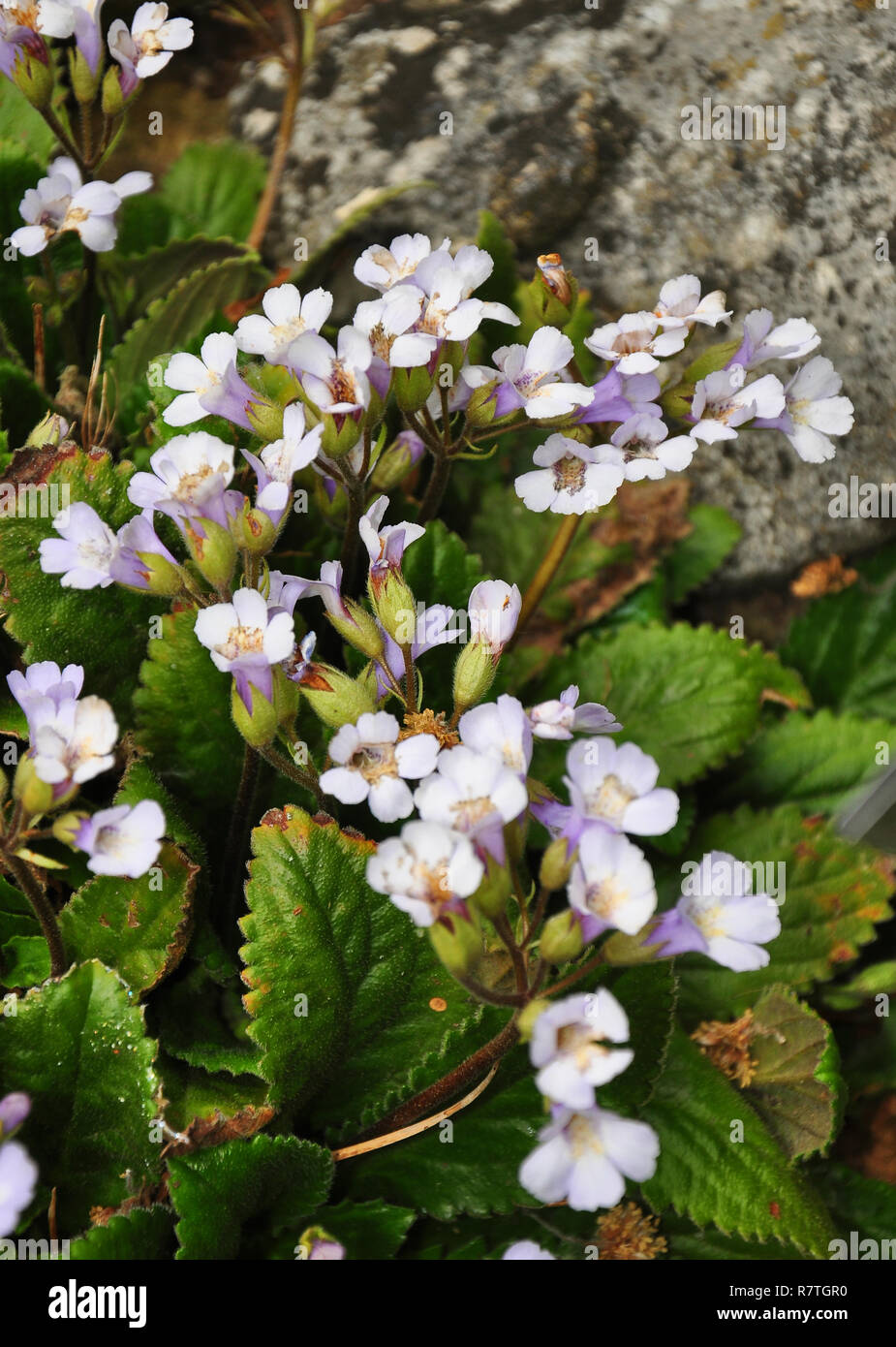 Haberlea rhodopensis flower hi-res stock photography and images - Alamy
