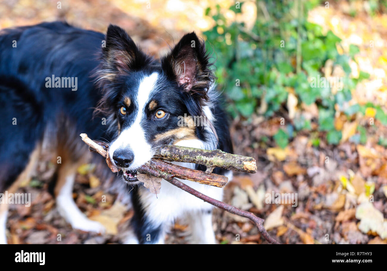 Border Collie dog playing with sticks in woods Stock Photo - Alamy