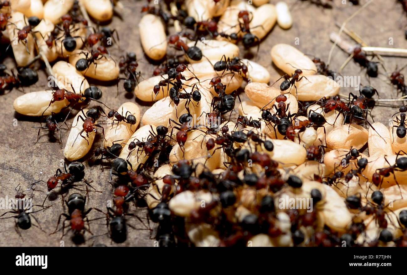 Military ants hi-res stock photography and images - Alamy