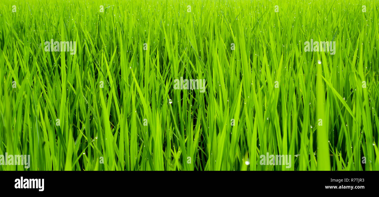 Rice field dew sunset hi-res stock photography and images - Alamy