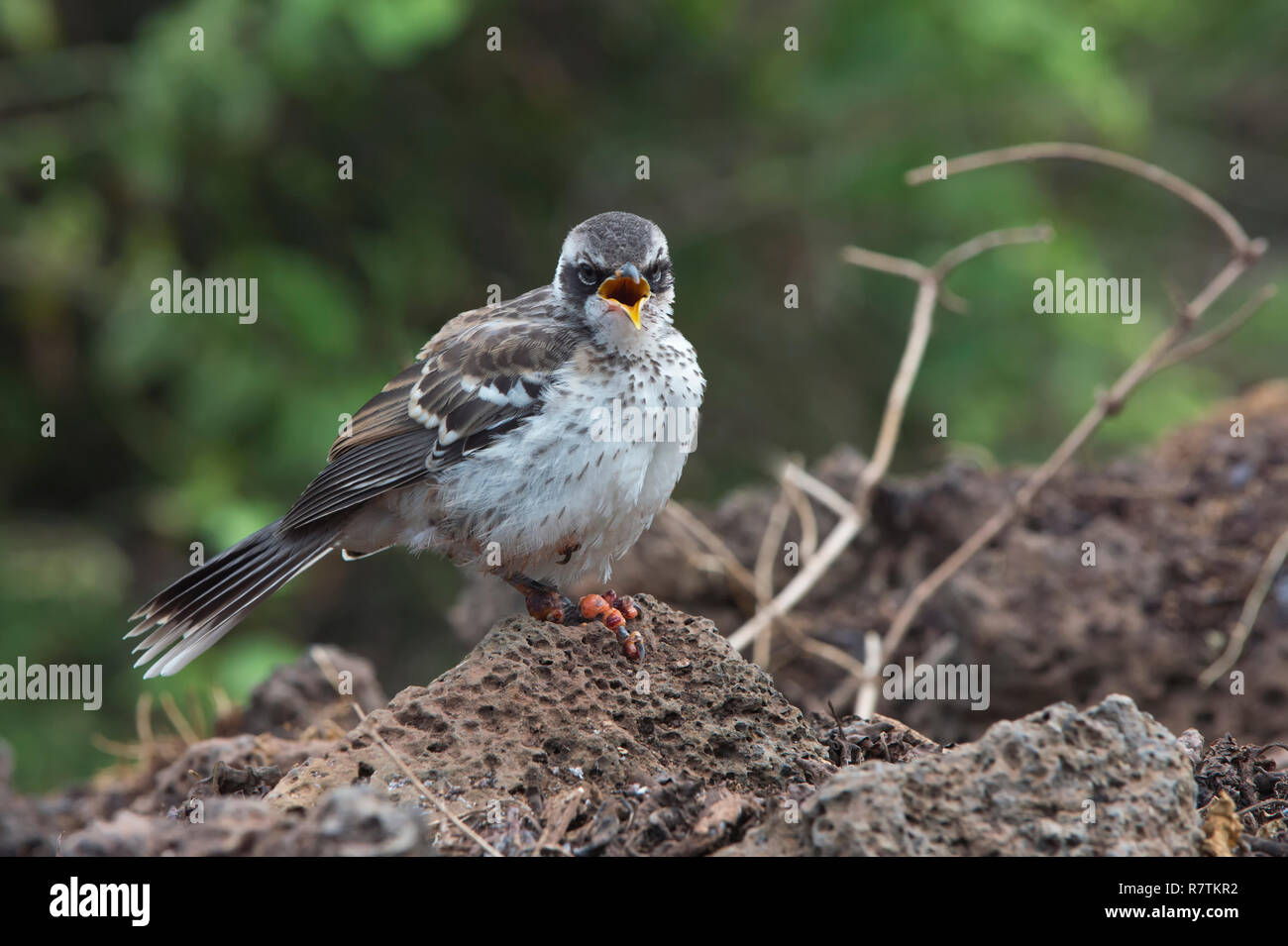 Galapagos mockingbird nesomimus parvulus suffering from avian or bird ...