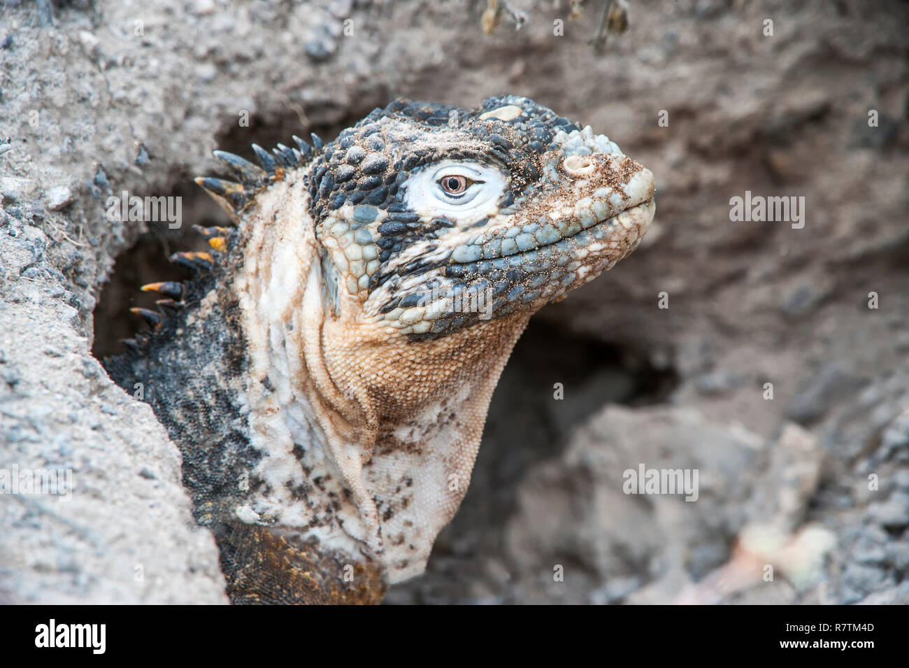 Galapagos land iguana conolophus subcristatus in its burrow hi-res ...