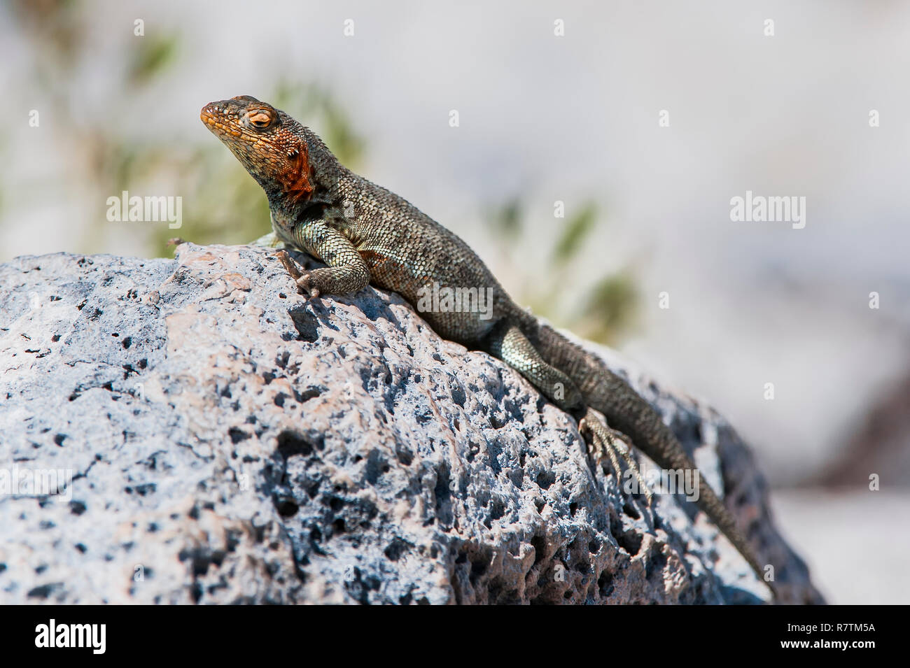 Galapagos Lava Lizard (Microlophus albemarlensis), South Plaza Island ...