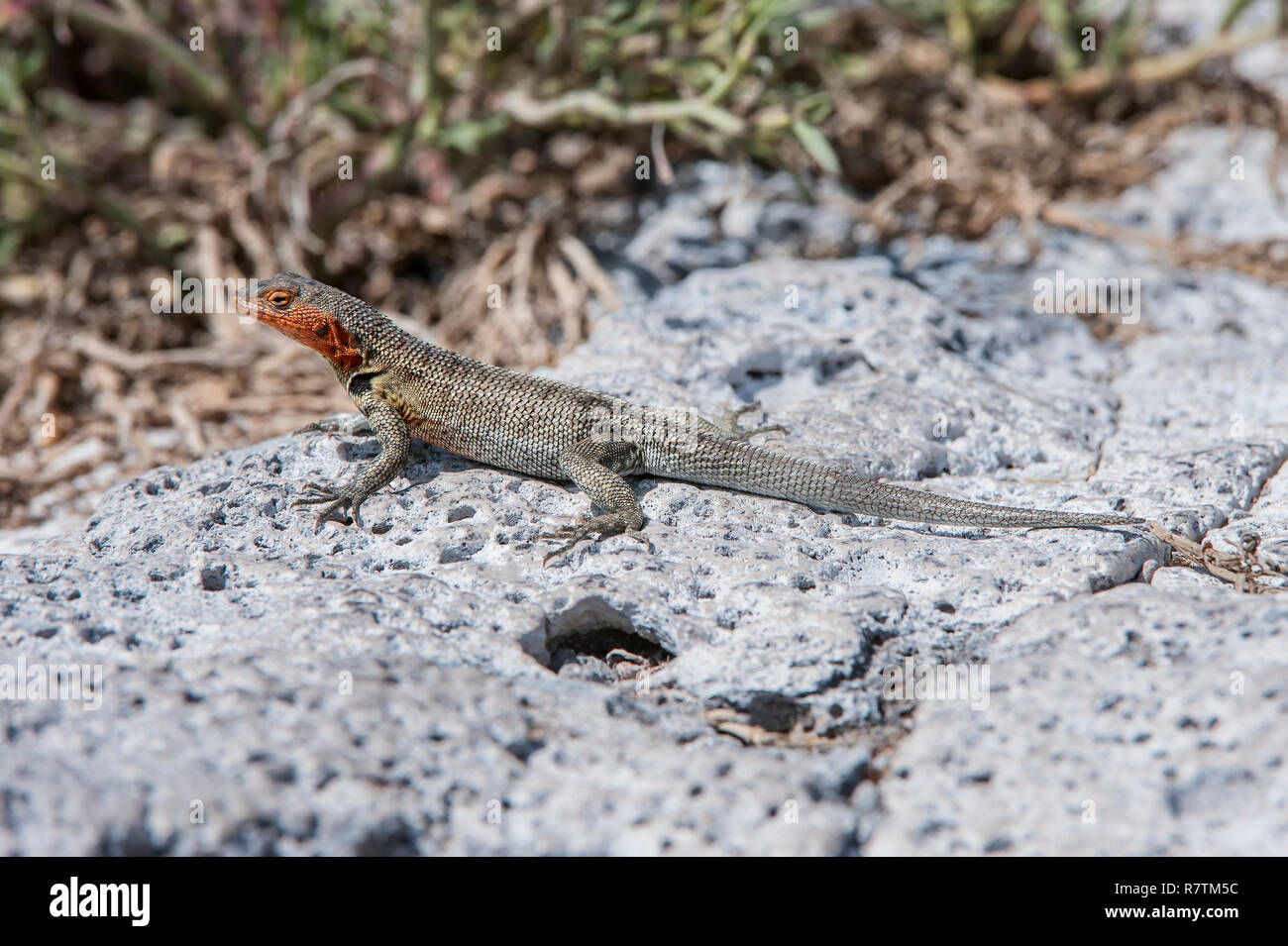 Galapagos Lava Lizard (Microlophus albemarlensis), South Plaza Island ...