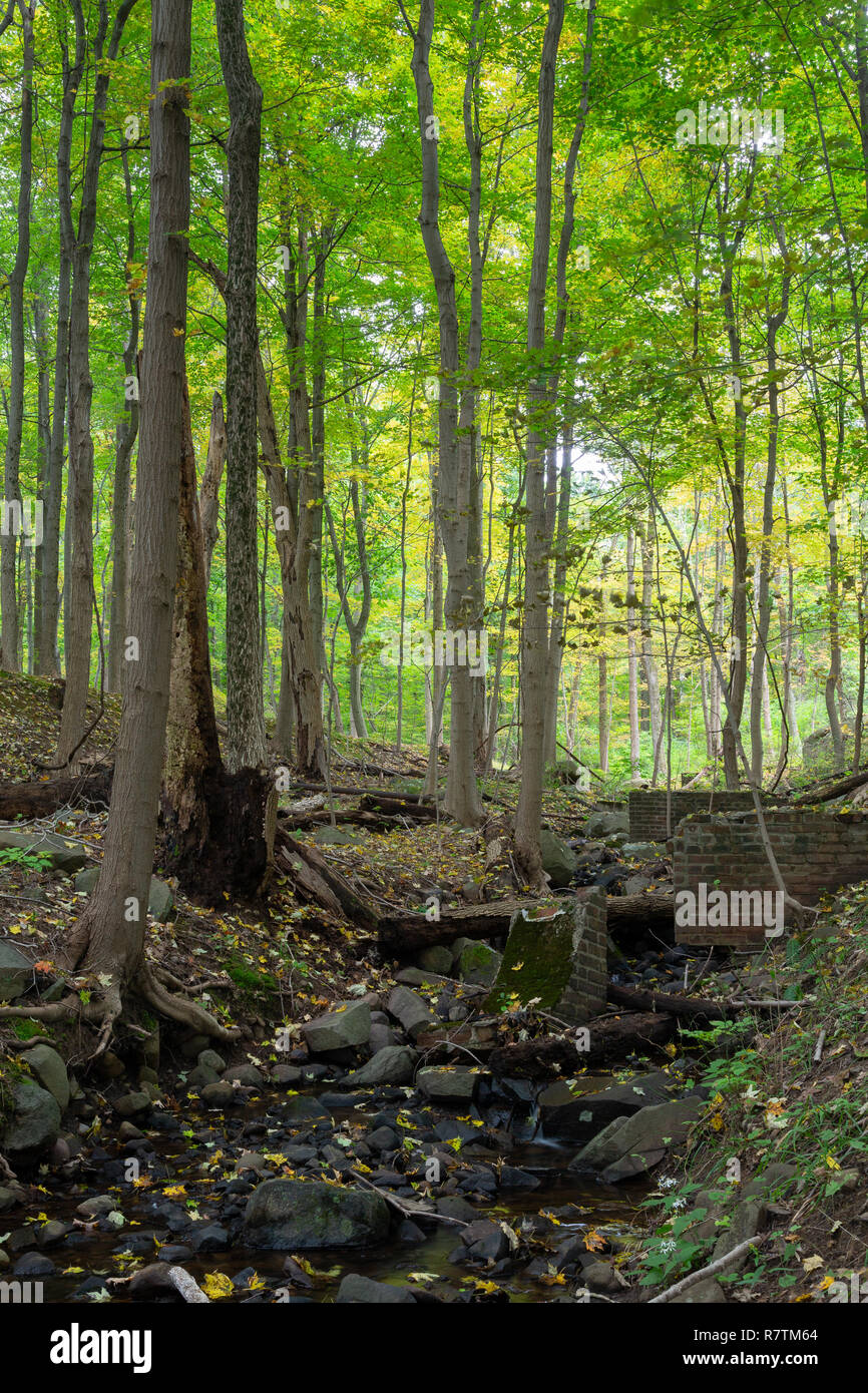 Old dam ruins along a small creek decaying below tall trees beginning ...