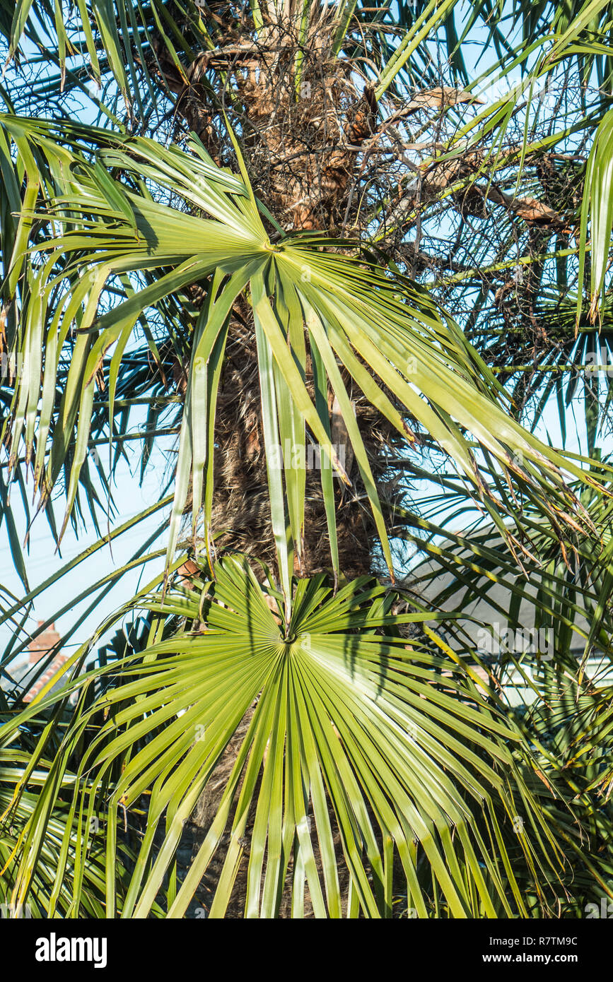 My tree garden Raymond bossell Stock Photo - Alamy