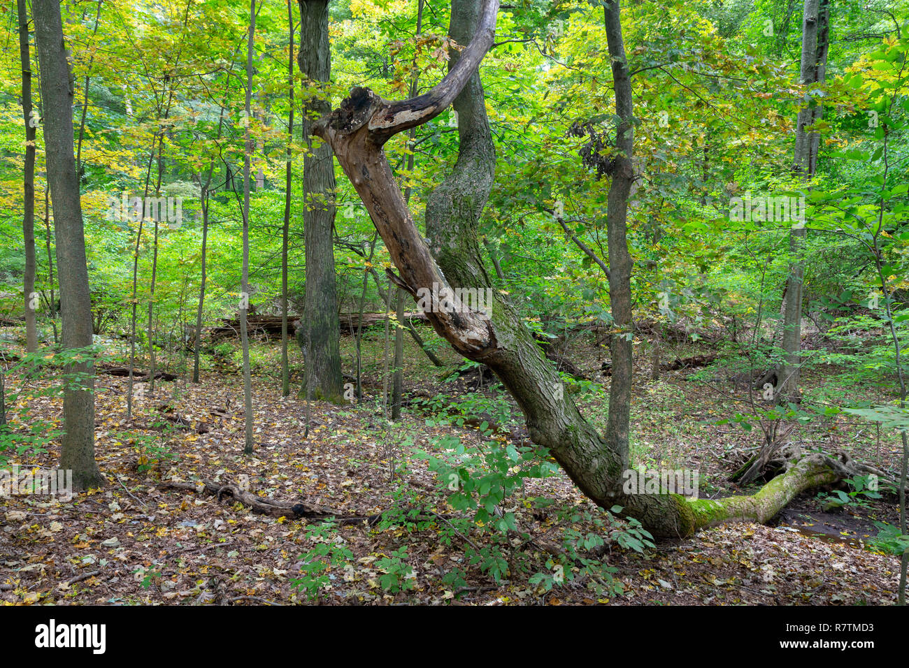 A fallen tree bending upward from the forest floor. Tallman Mountain ...