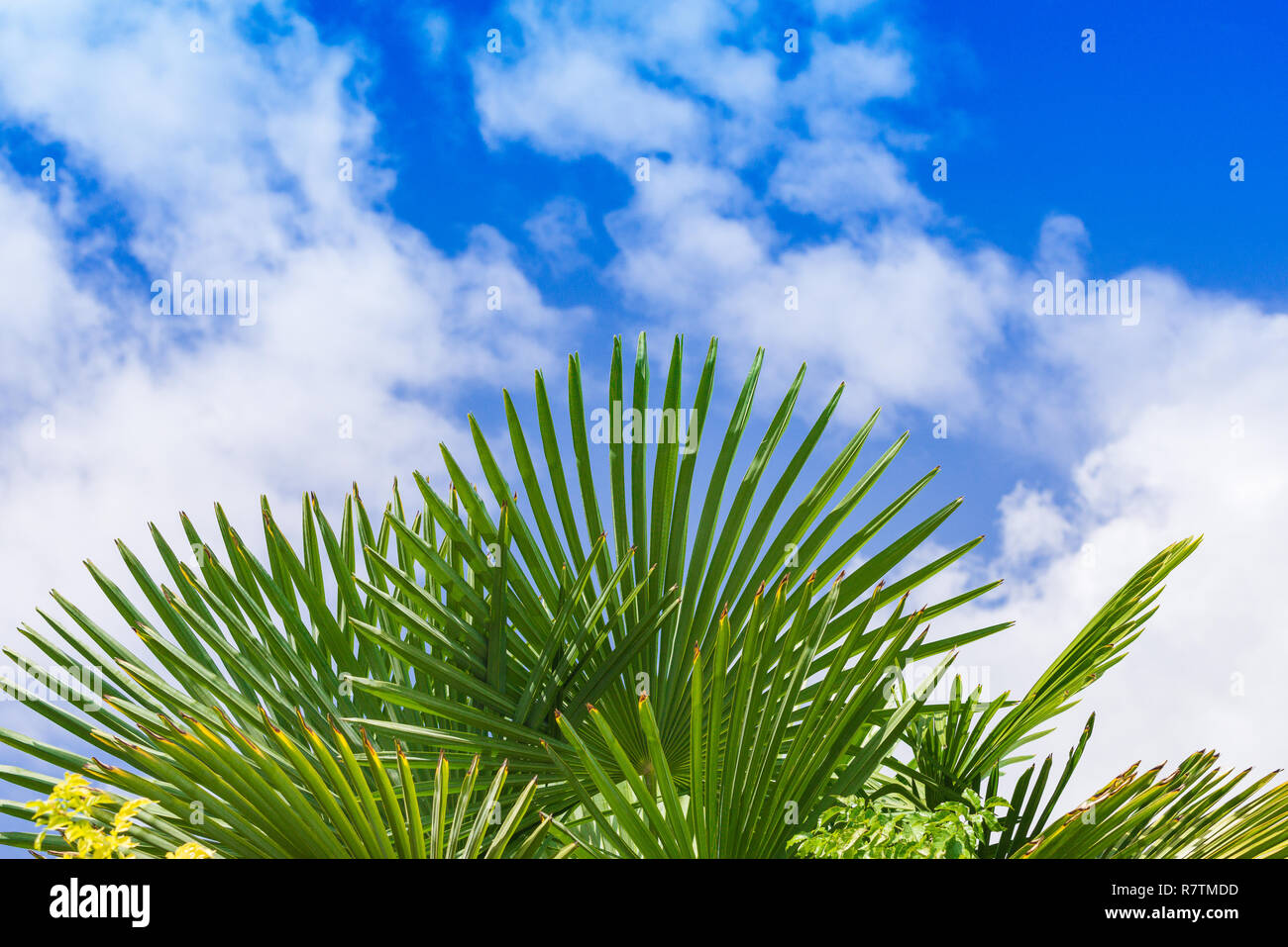 Coconut Palm tree with blue sky,retro and vintage tone Stock Photo - Alamy