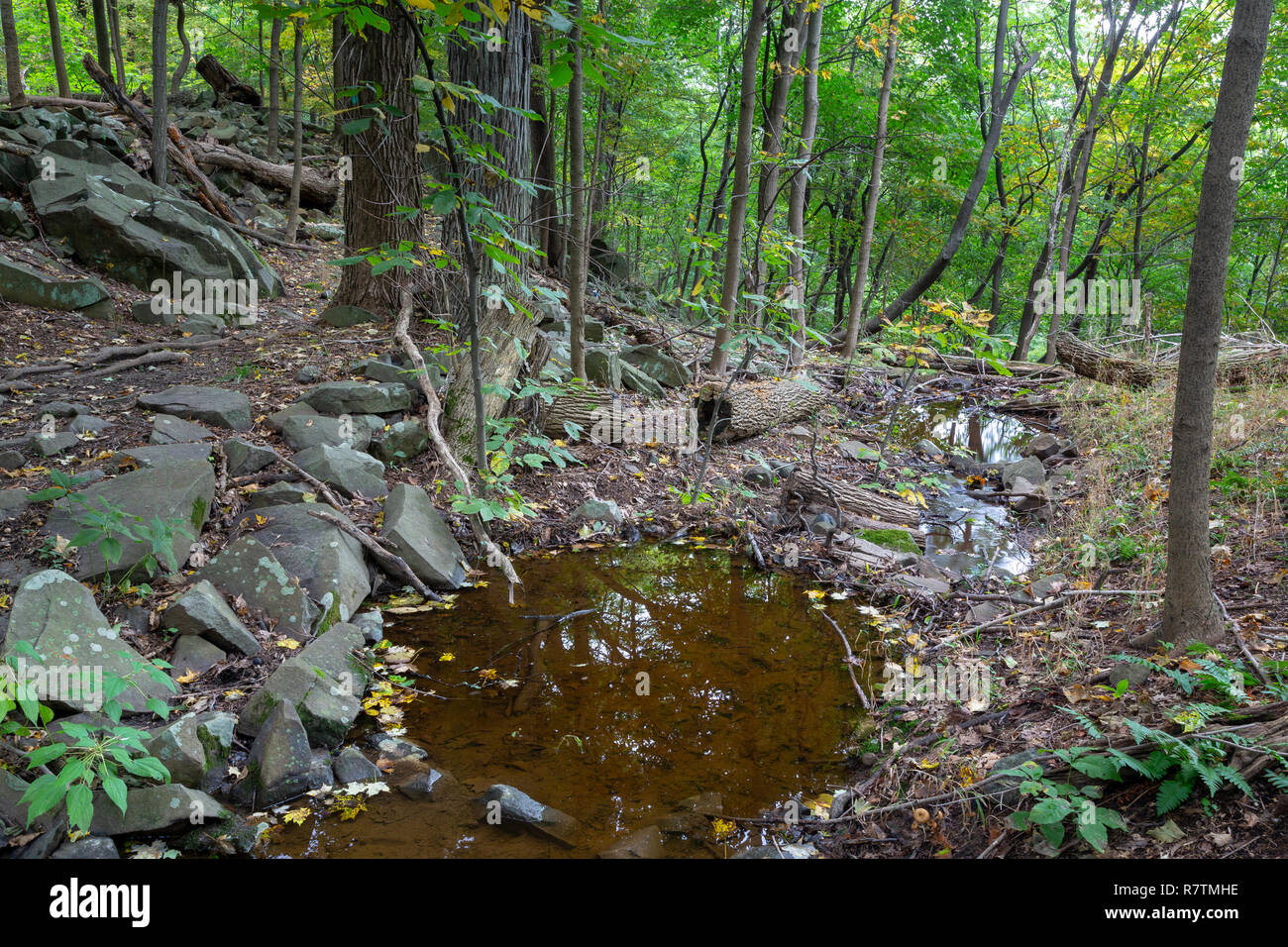 A small creek gathering in small pools below the surrounding forest ...