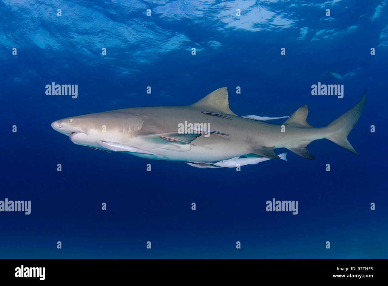 Lemon shark hi-res stock photography and images - Alamy
