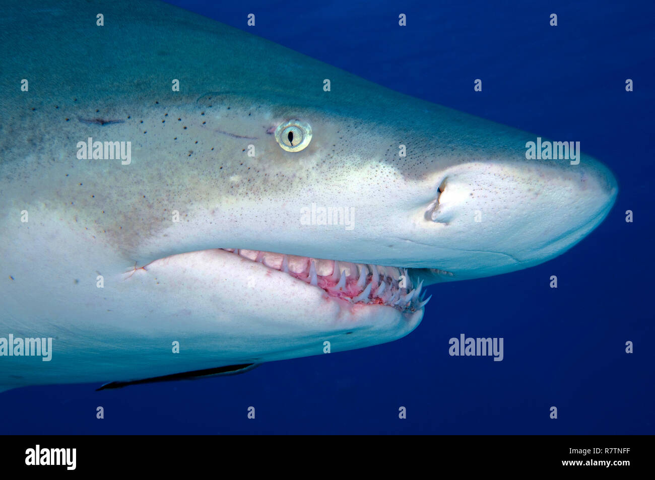 Lemon shark teeth hi-res stock photography and images - Alamy