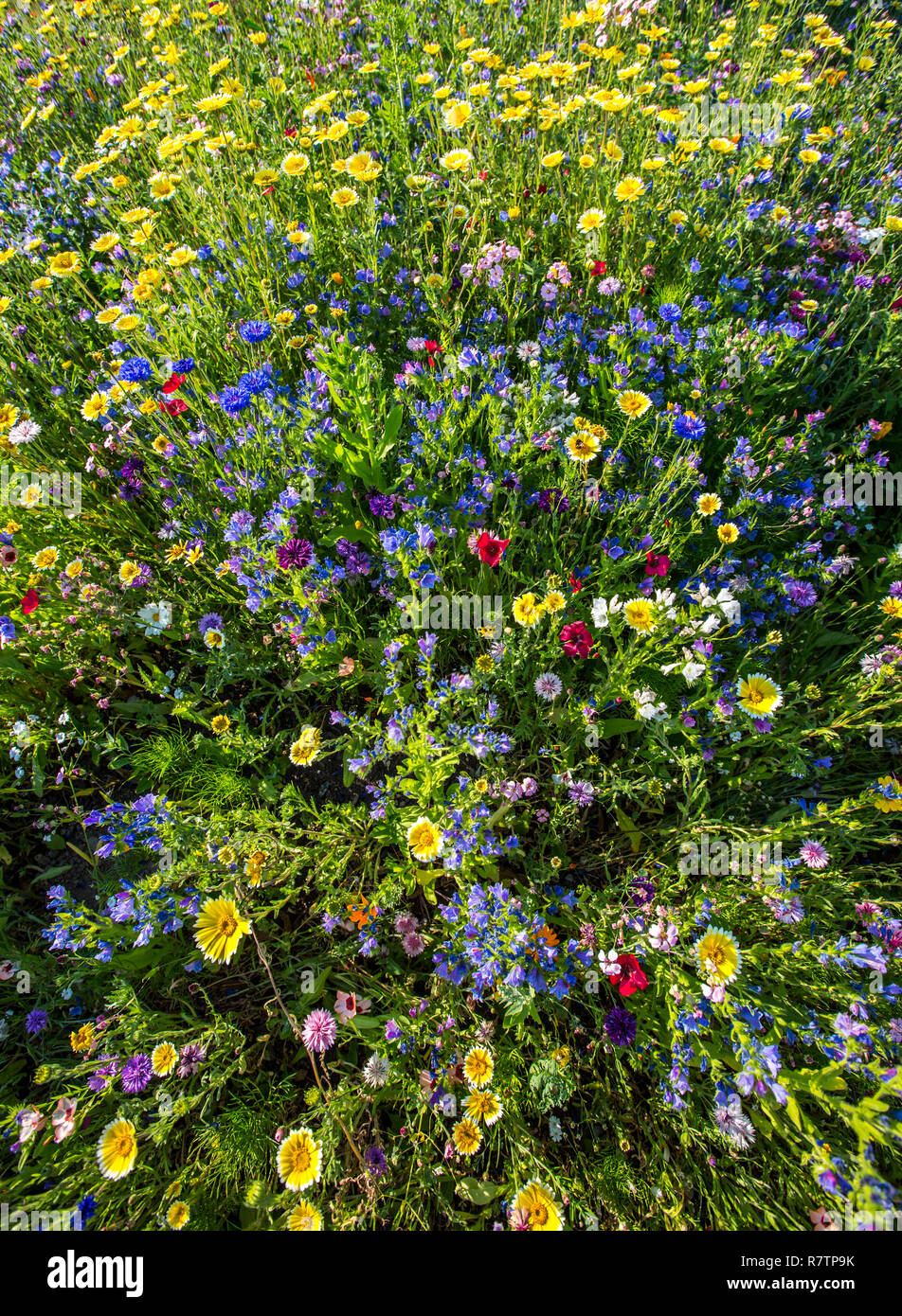 Wildflower meadow with many varieties of colourful flowers, Germany ...