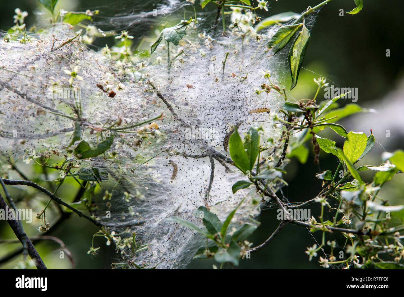Thaumetopoea processionea oak hi-res stock photography and images - Alamy