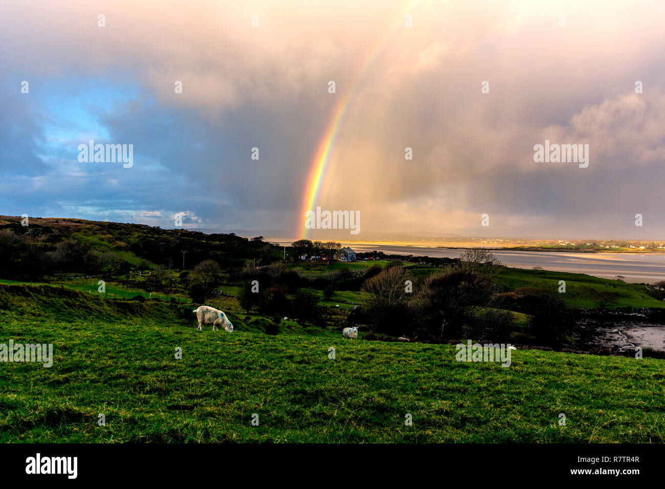 Sheep on a farm in County Donegal, Ireland, with rainbow Stock Photo ...