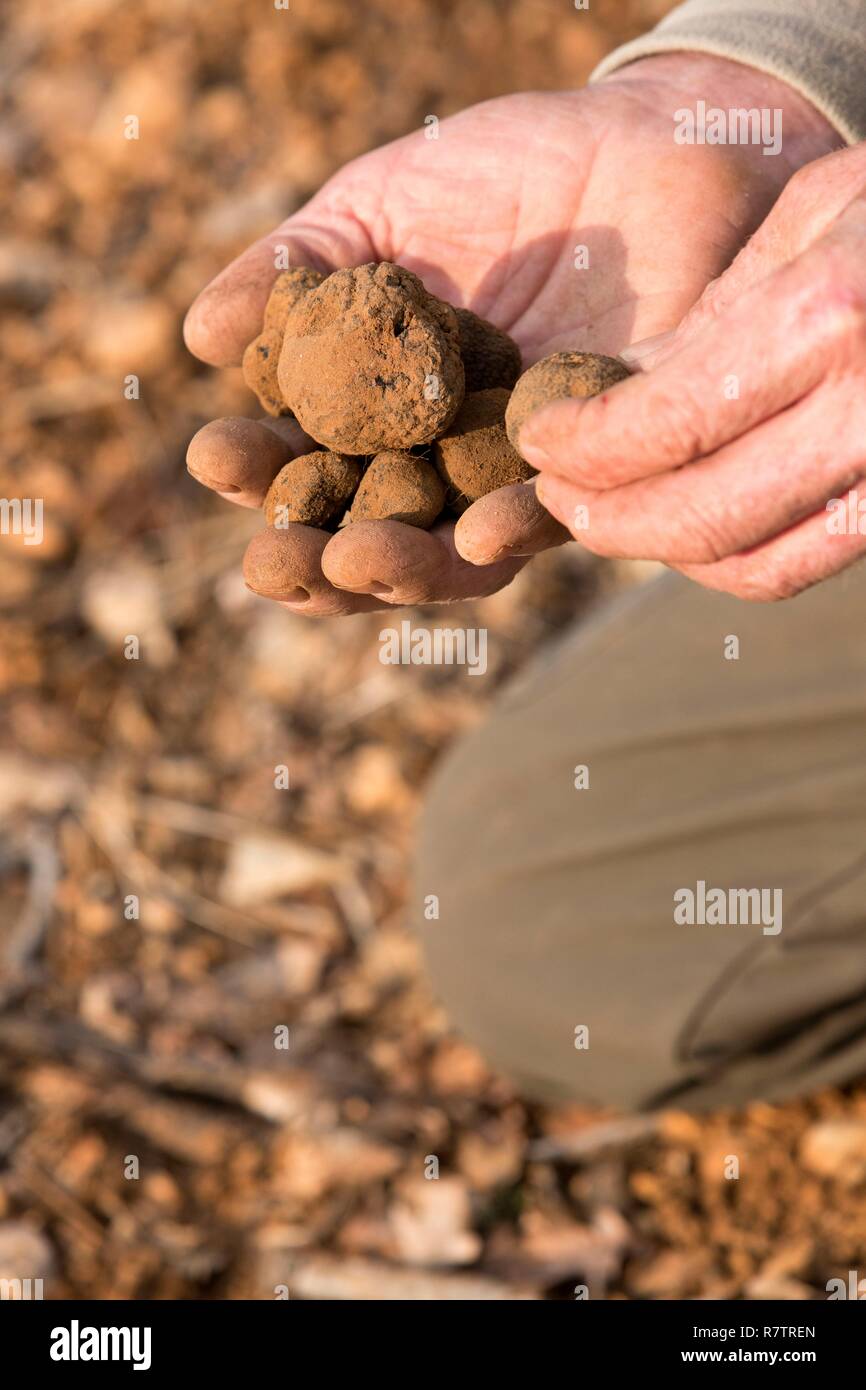 France, Var, Dracenie, Ampus, harvest of truffles Stock Photo - Alamy