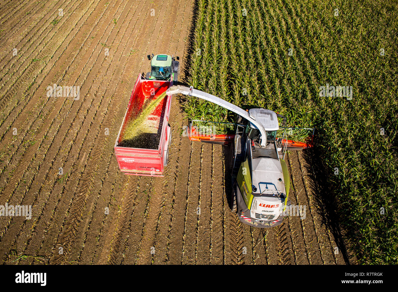 Corn silage hi-res stock photography and images - Alamy