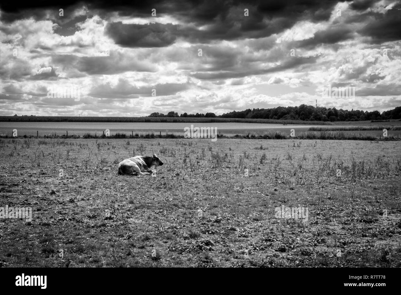 Cattle sitting on grass hi-res stock photography and images - Alamy