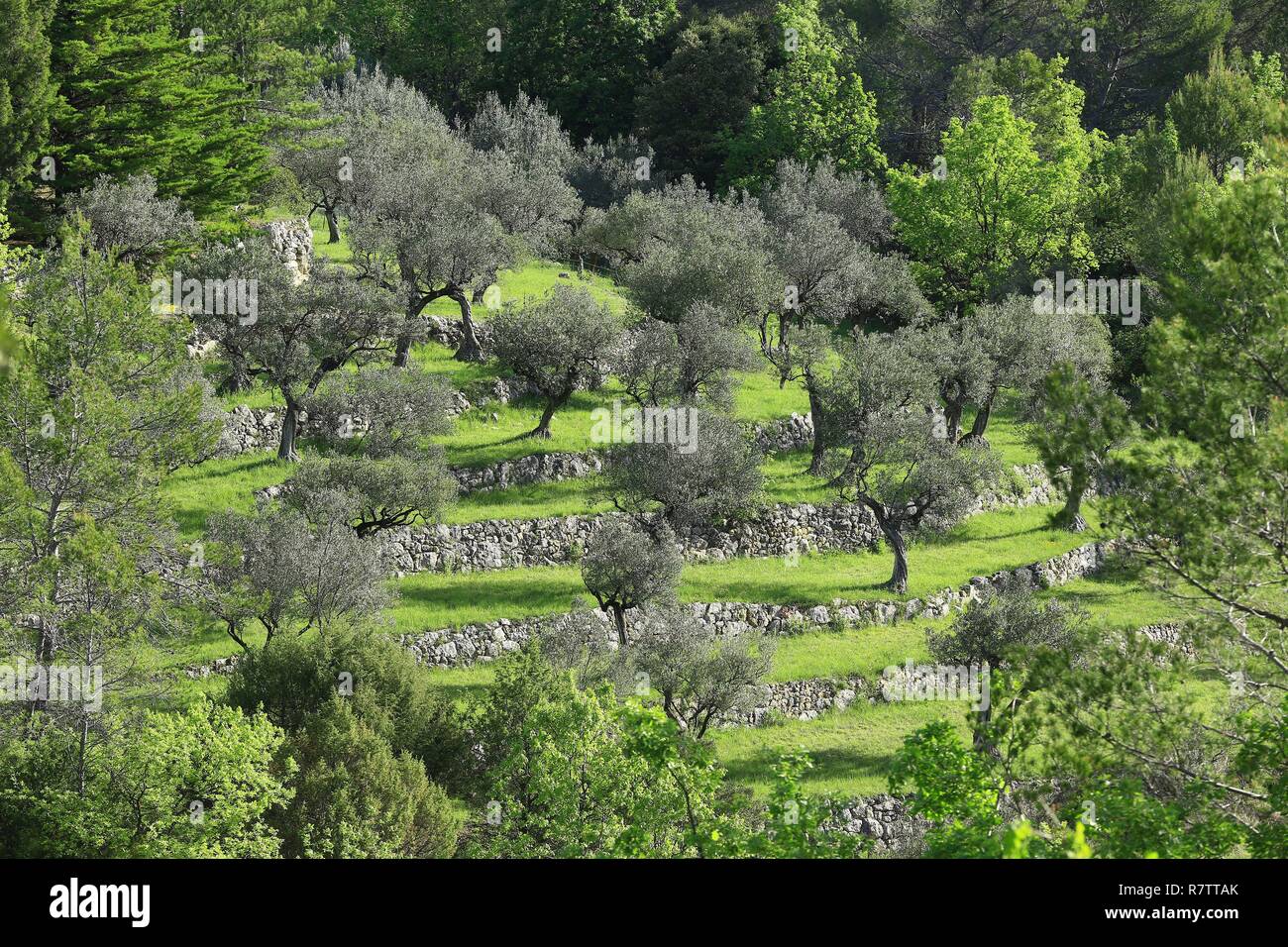 Olive tree terraces hi-res stock photography and images - Alamy