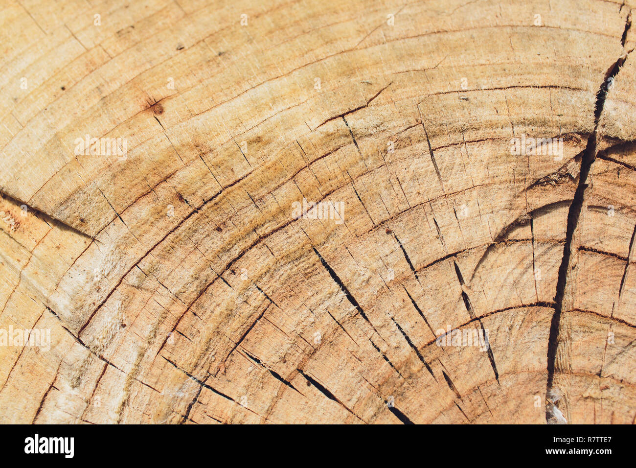 Structure of an old tree with slits Stock Photo - Alamy