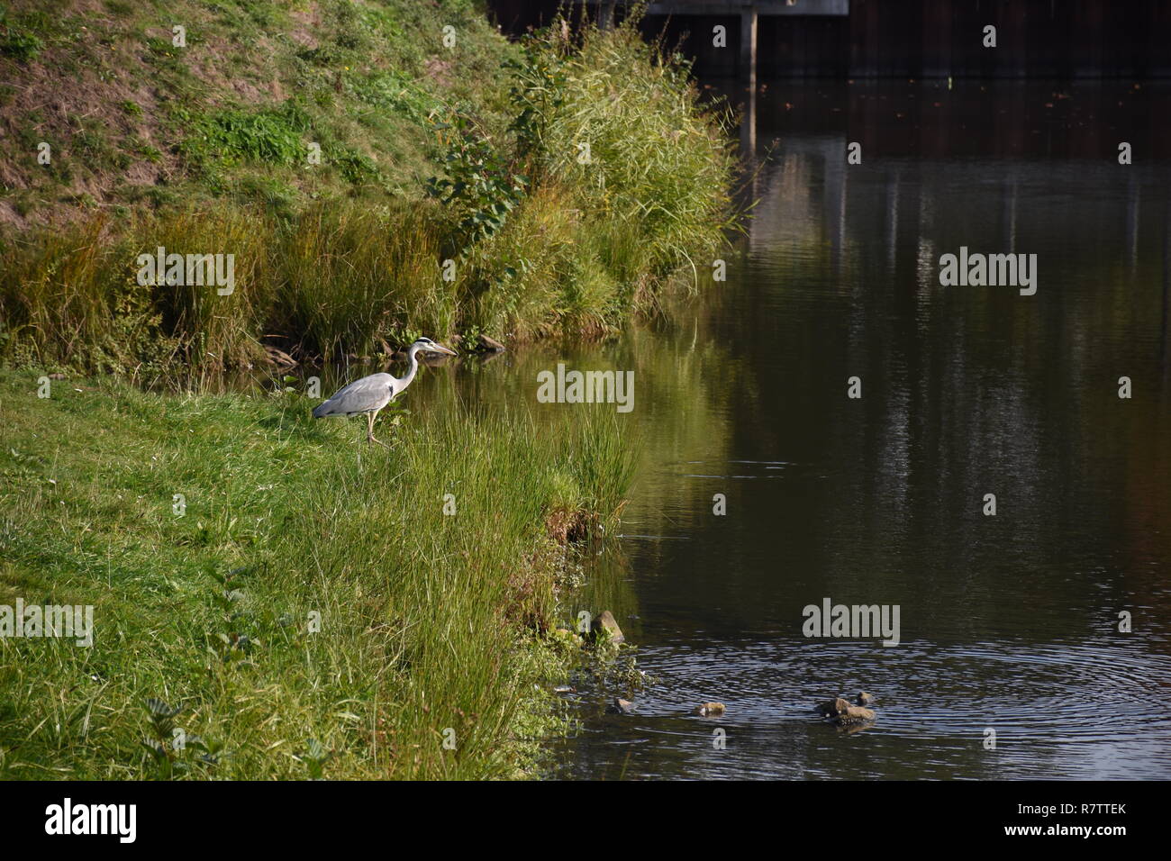 Summer calm and wildlife hi-res stock photography and images - Alamy