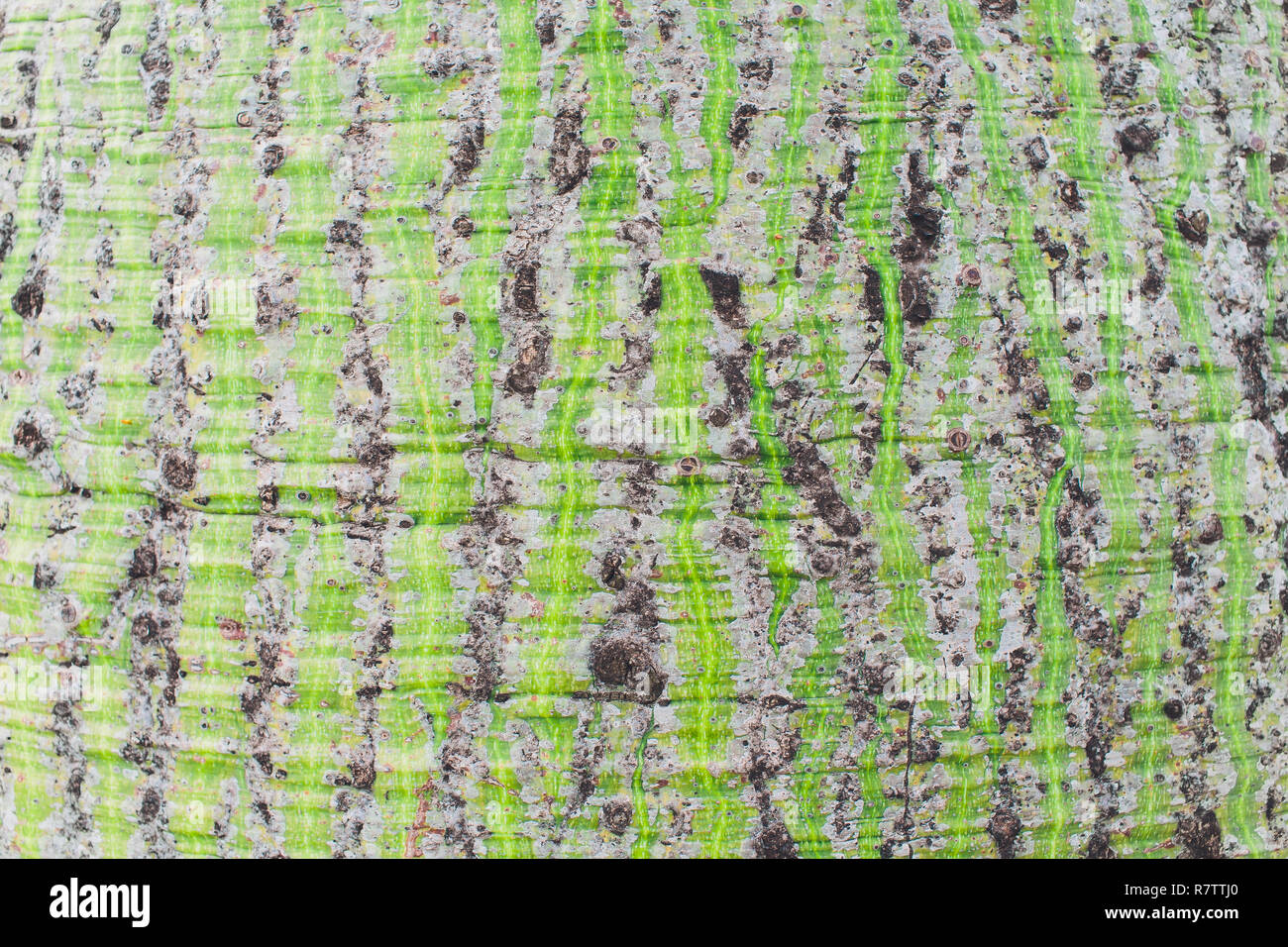 Close up shot an exotic Ravenna tree green trunk covered with brown ...
