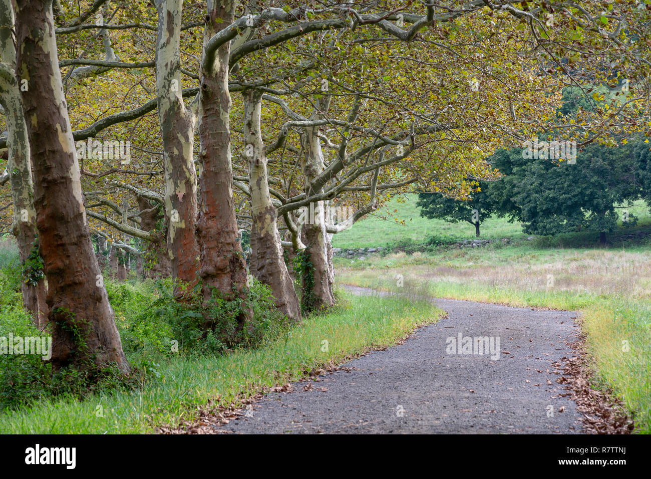A row of sycamore trees lining an old carriage road, doubling as a ...