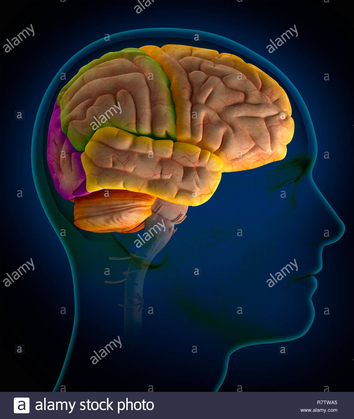 Frontal Lobes Stock Photos & Frontal Lobes Stock Images - Alamy