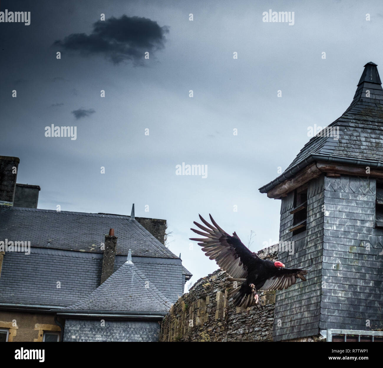 Eagle against building Stock Photo - Alamy