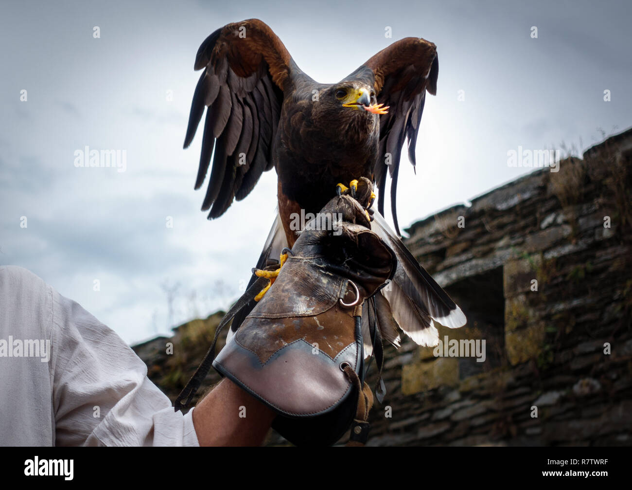 Eagle on man's hand Stock Photo - Alamy